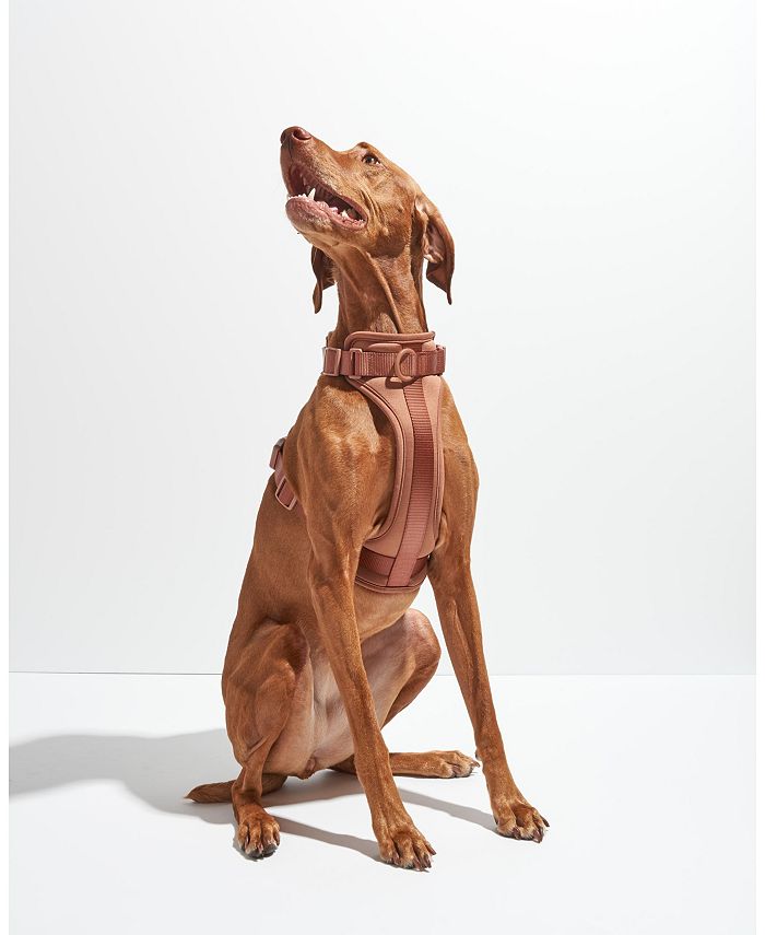 Wild One Harness for Dogs - Macy's