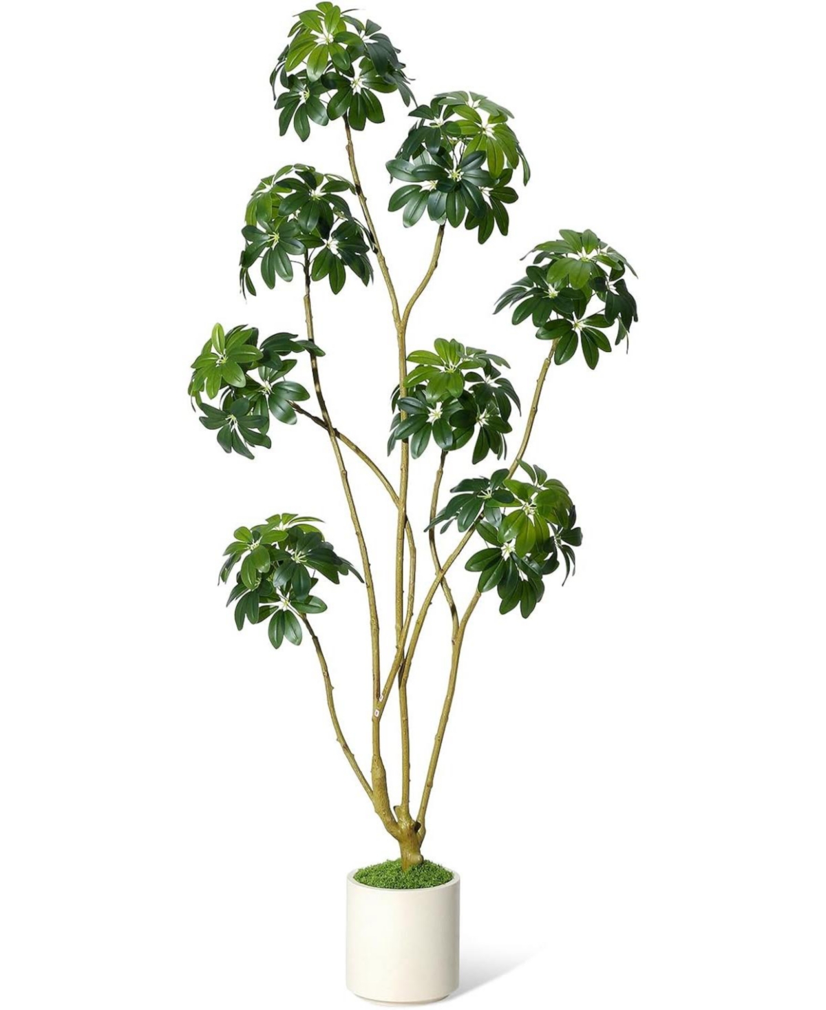 Click here for 6 ft Umbrella Schefflera Artificial Tree White Dec... prices